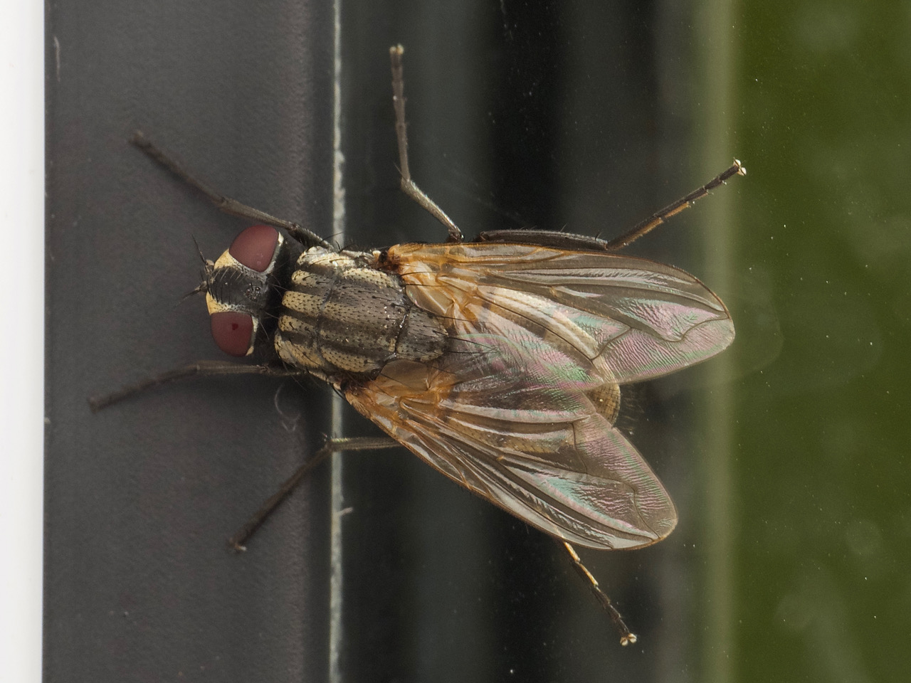 Musca domestica – Mucha domowa | Insektarium