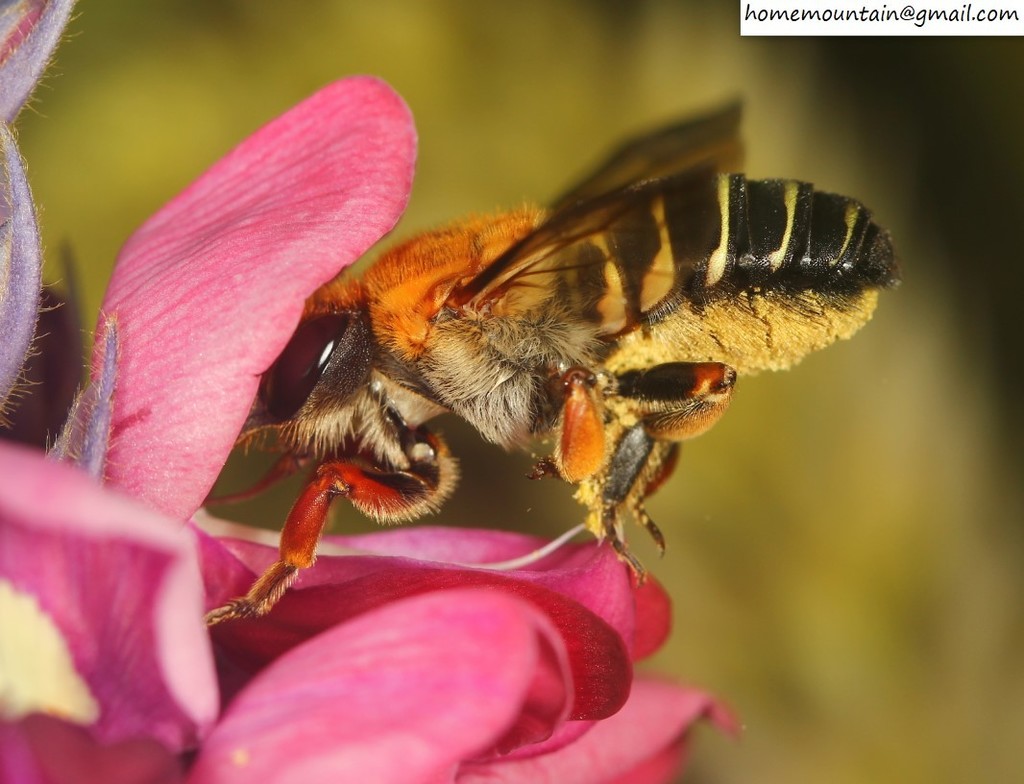 Trachusa cornopes – Smółka ogniczka | Insektarium
