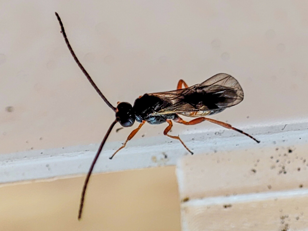 Microplitis spp. | Insektarium