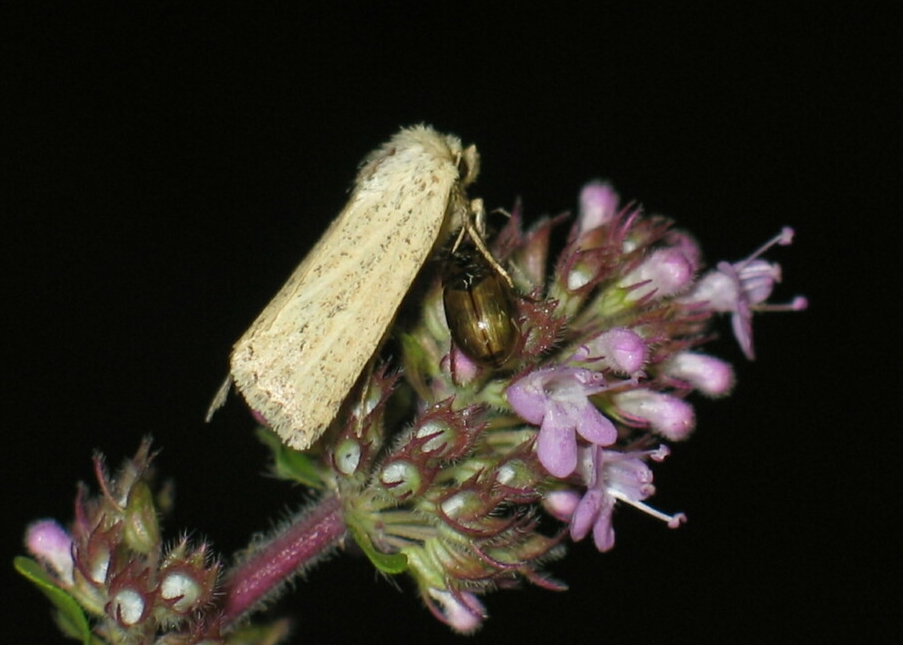 Photedes extrema | Insektarium