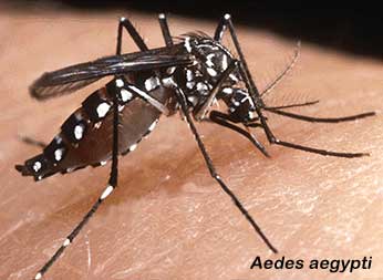 Dengue gevallen gestegen in Costa Rica in 2012. | Costa Rica Nieuws