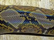 Snakes alive: cookery show discovers hidden talents | Inside Croydon