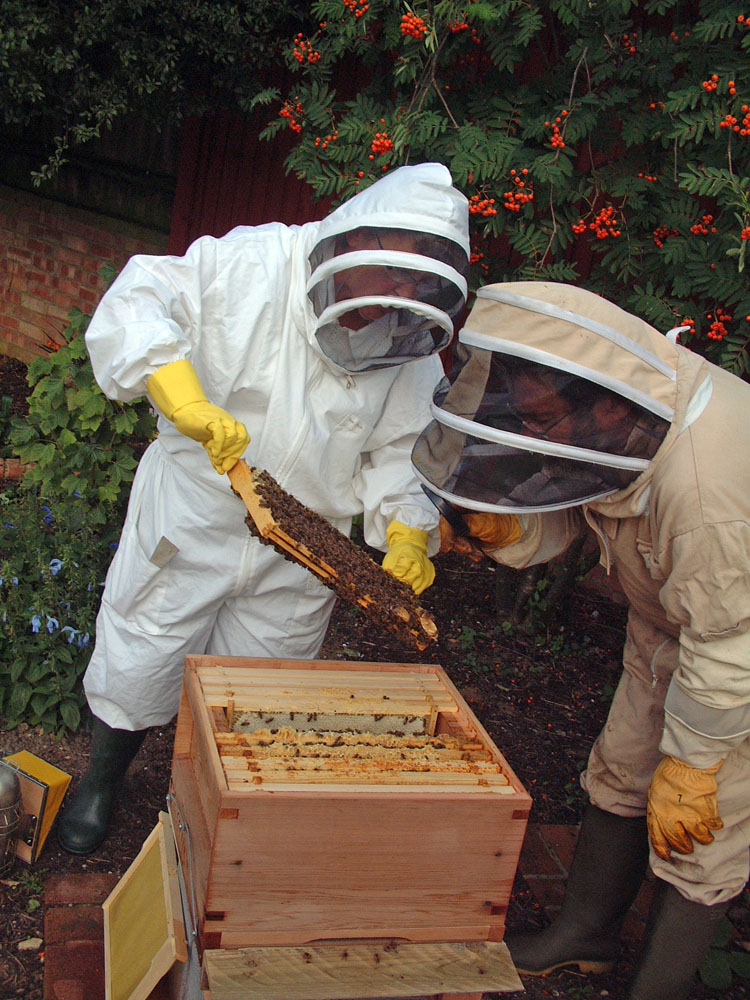 Apiary apprentice from Addiscombe who gets a buzz from work | Inside ...