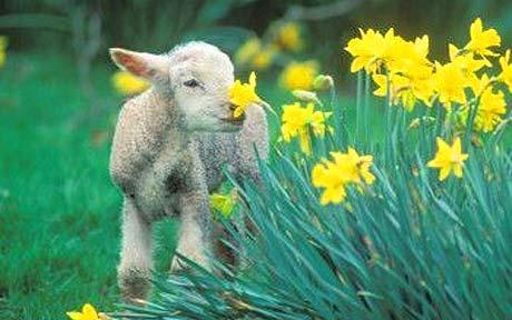 Full of the joys of spring: Shabden Park farm open day | Inside Croydon