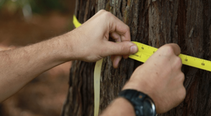 Forest Inventory, Yield Analysis, Valuation | Interpine Innovation