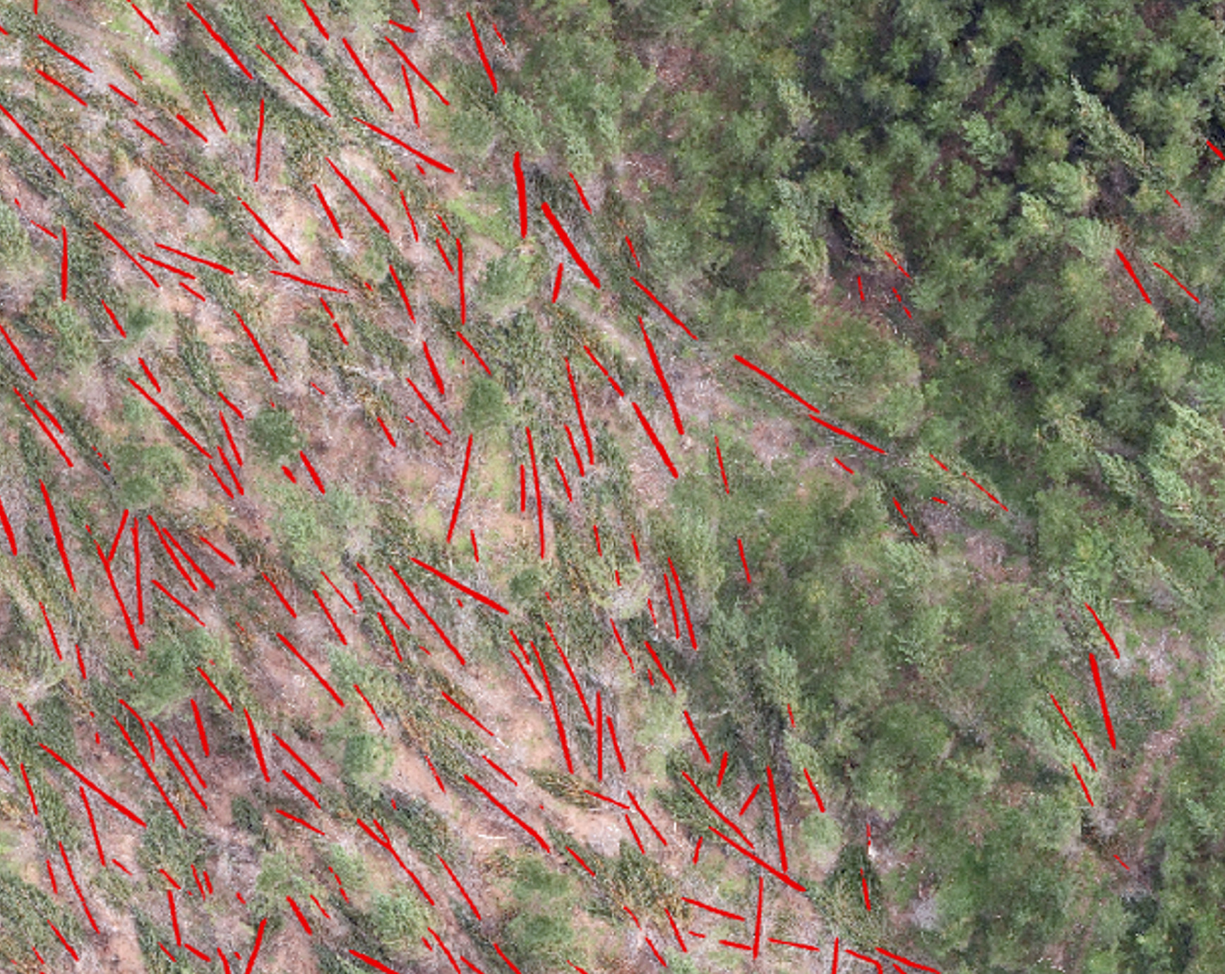 Using AI for Quantifying Windthrow or Toppled Trees | Interpine Innovation