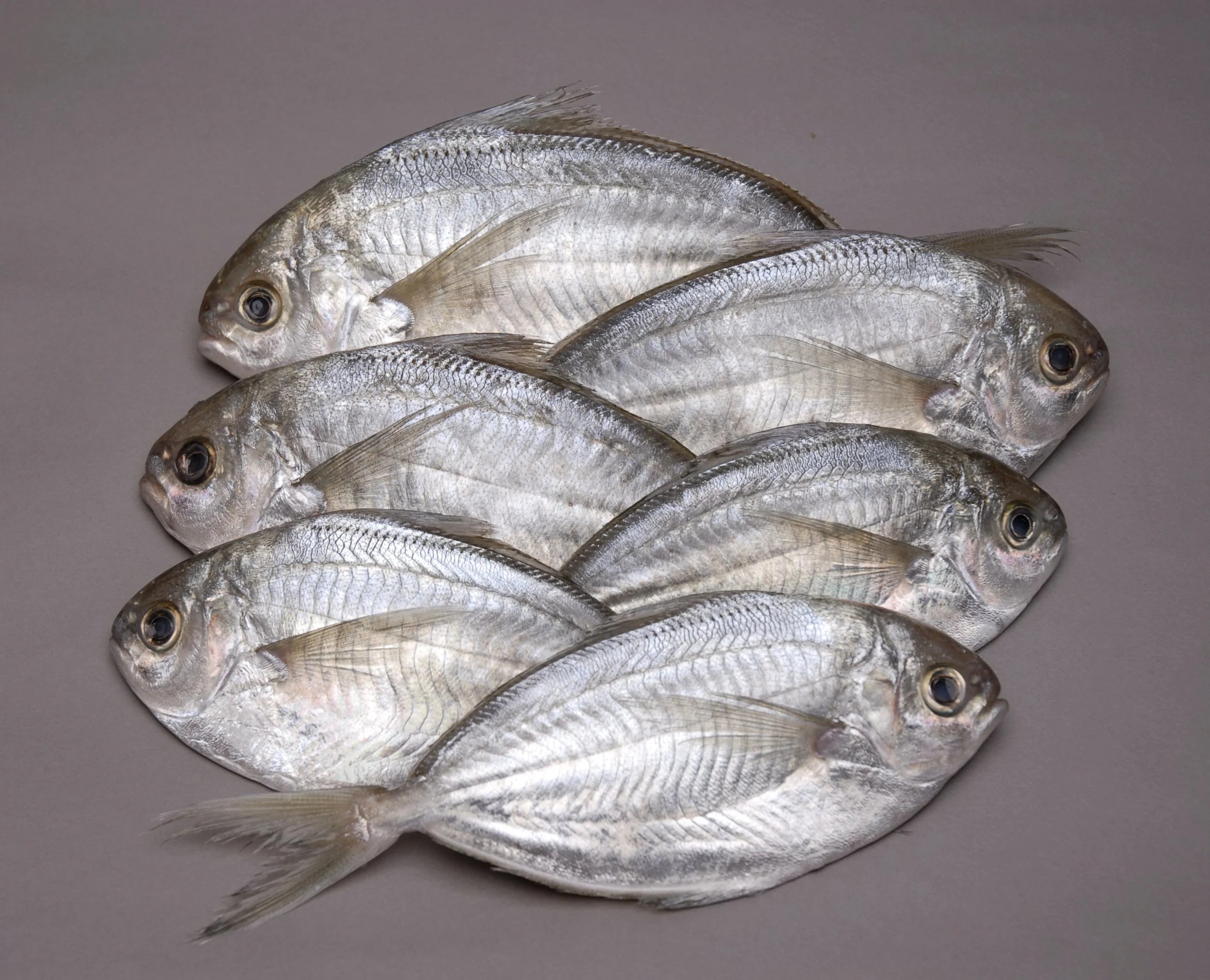 Whole Atlantic Butterfish Rich Delicate Sustainably Sourced