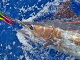 Blue Marlin Fishing