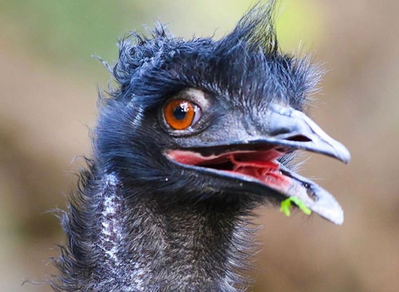 Emu in Australia - intoBirds