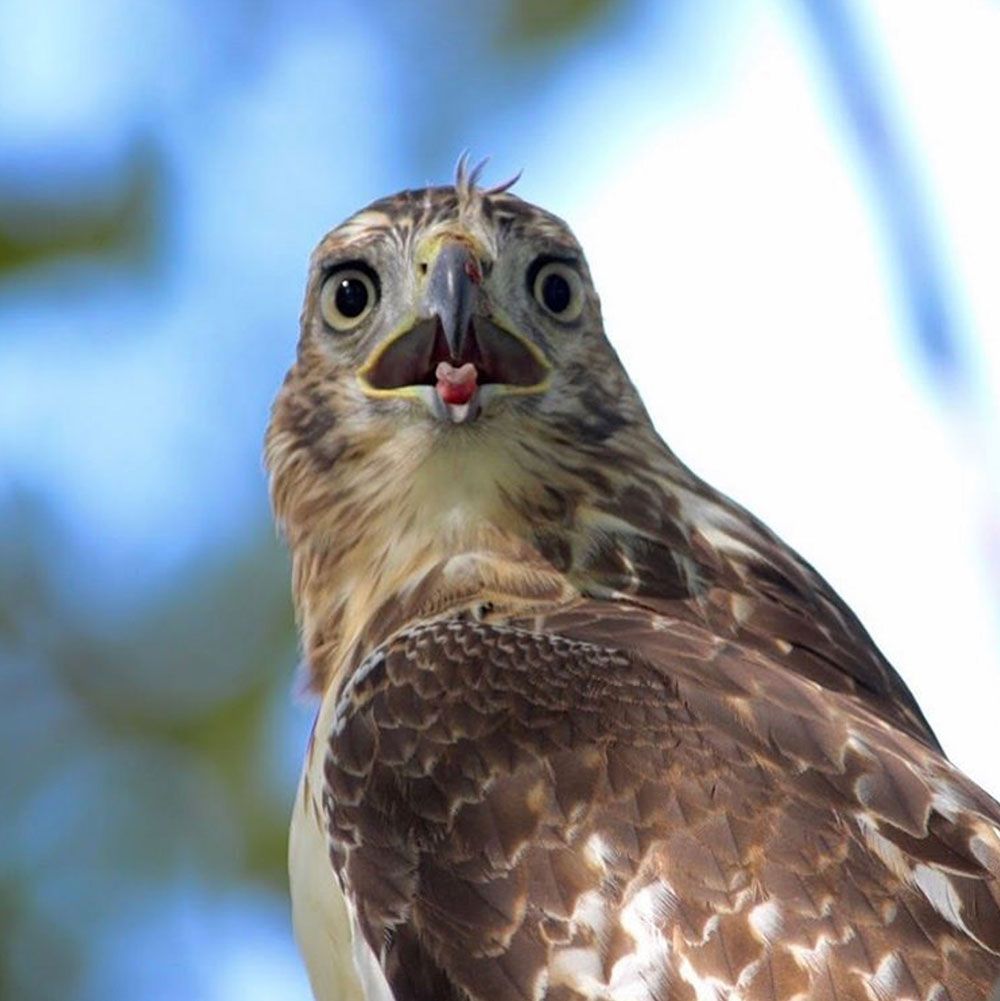 Gorgeous Eyes of Red-tailed Hawk - intoBirds