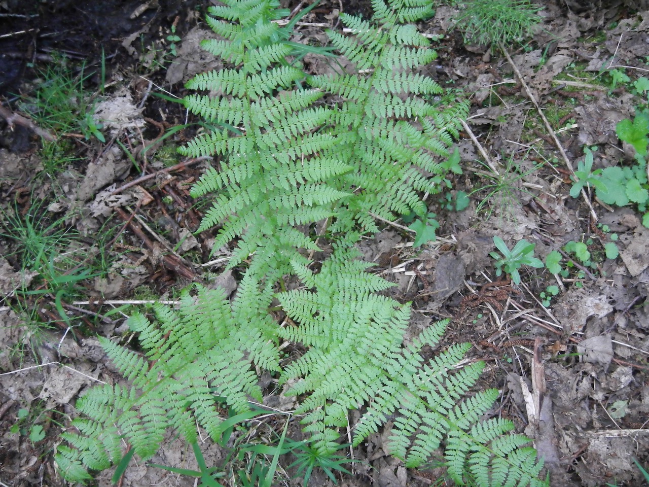 A Guide to Ferns of the Pacific Northwest – IntoCascadia
