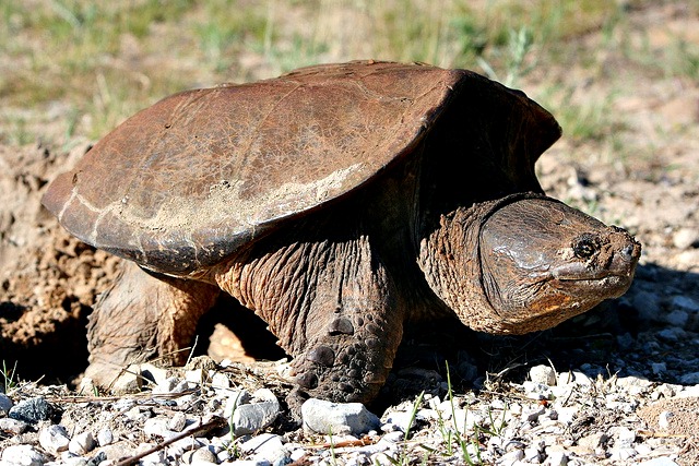 Common Snapping Turtle | Fun Facts You Need to Know!