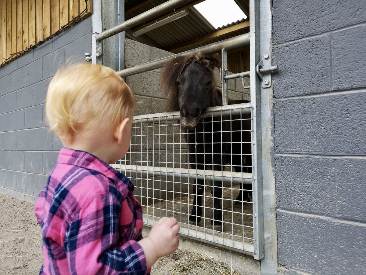 Cefn Mably Farm Park Review - The Best Farm for a Day Out in South Wales
