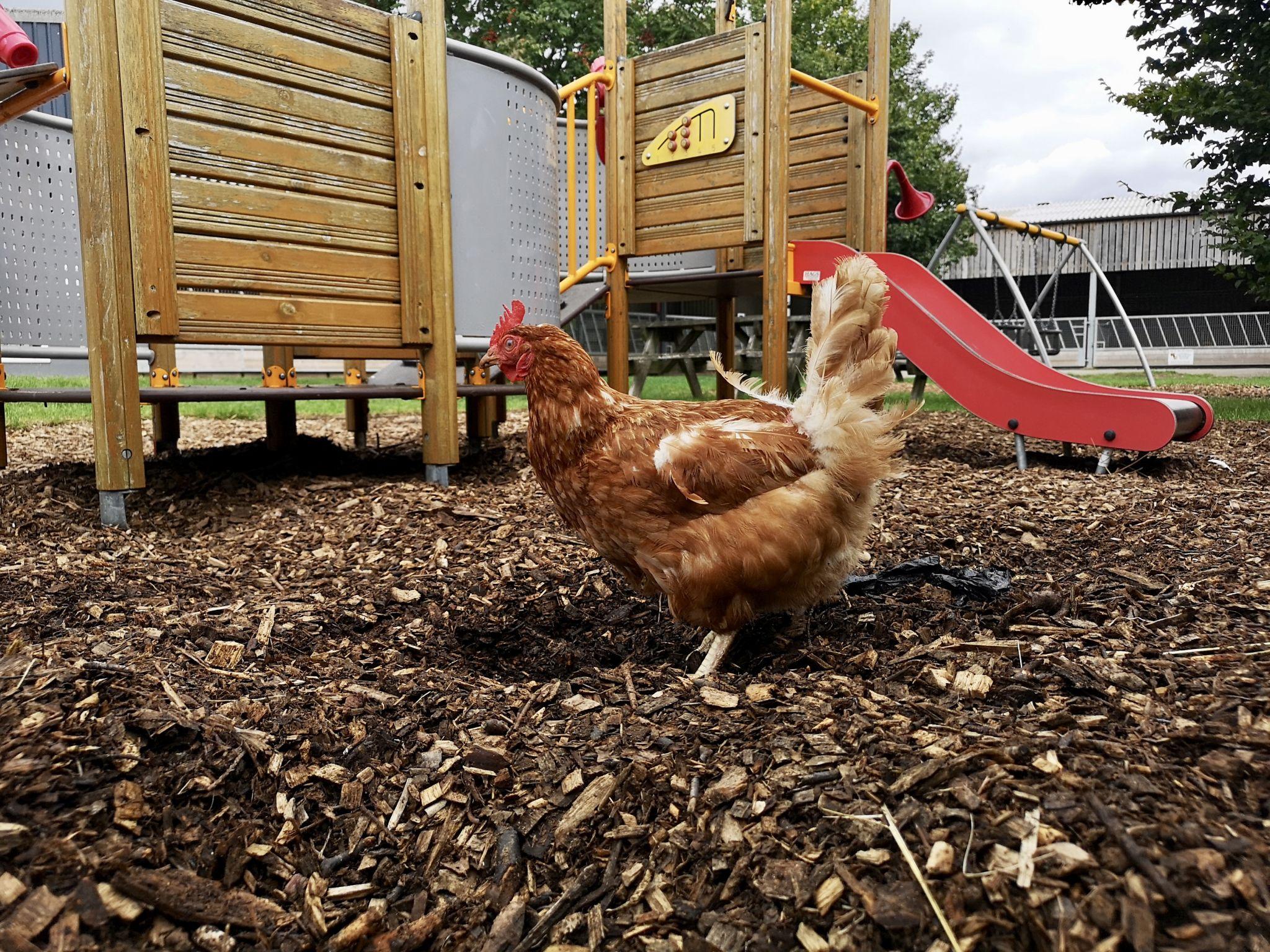 Cefn Mably Farm Park Review - The Best Farm for a Day Out in South Wales