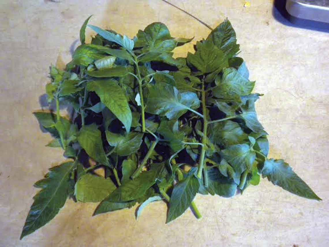 Using Plant Tissue Analysis for Maximum Yields – Integrated Soil ...