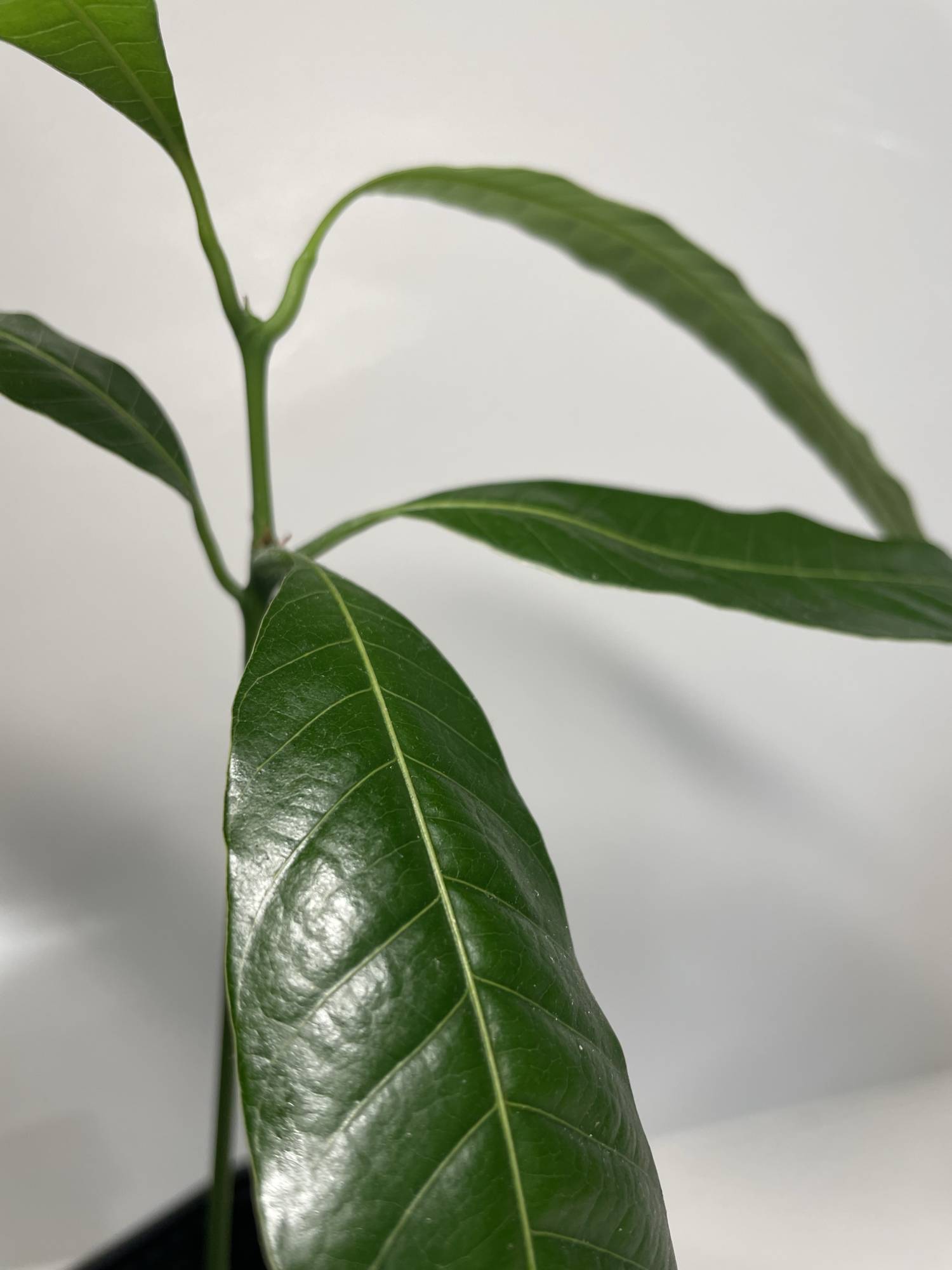 Organic Mango Tree Plant Seedling buy in Toronto, Canada - iViSTUDiOS ...