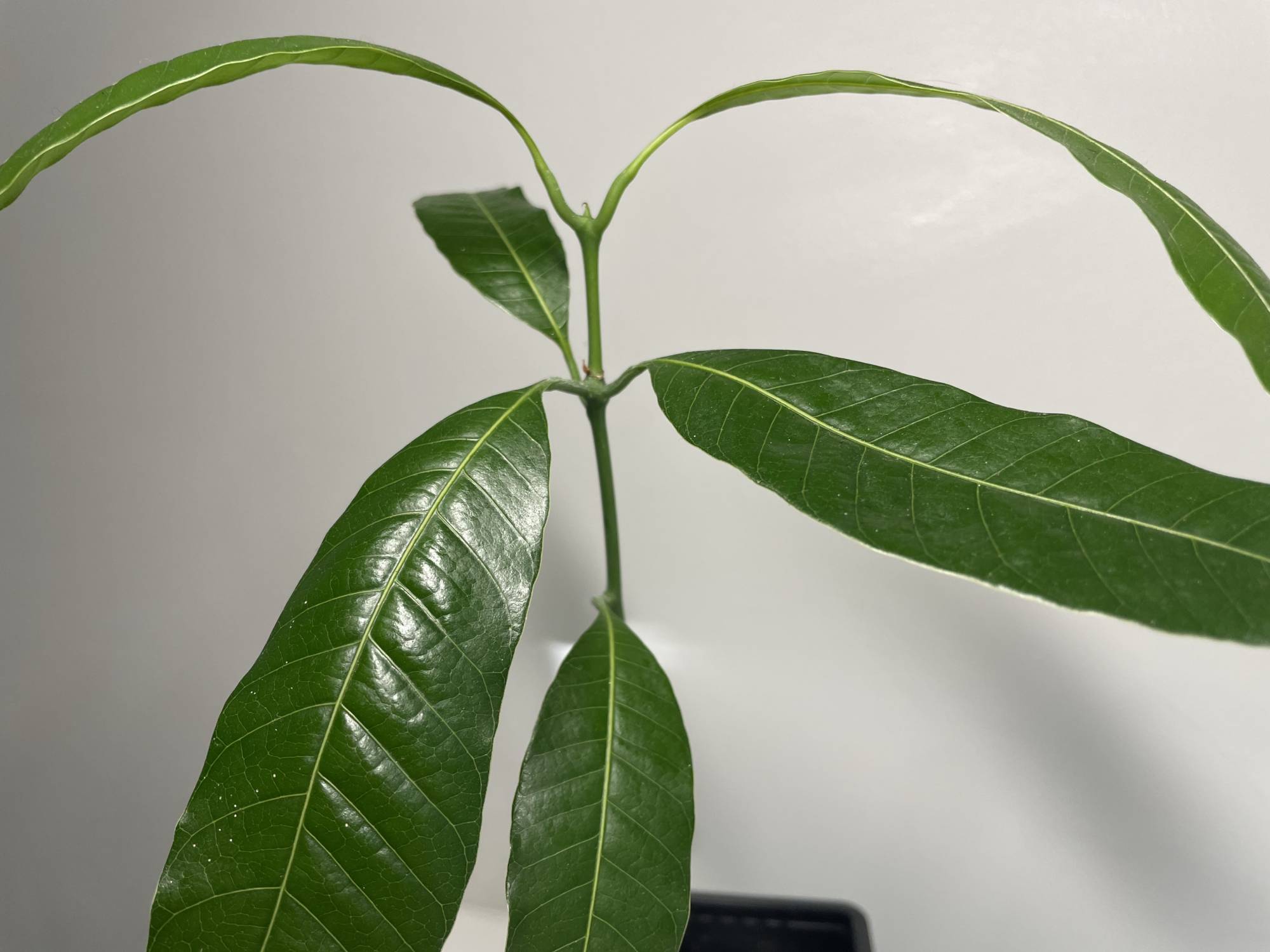 Organic Mango Tree Plant Seedling buy in Toronto, Canada - iViSTUDiOS ...