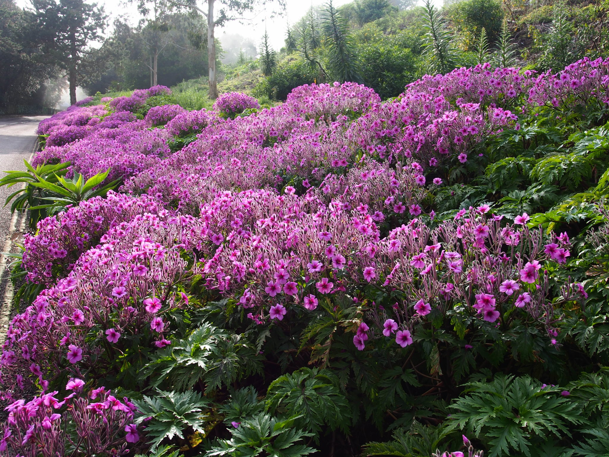 Isle of Wight Natural History and Archaeological Society » Giant ...