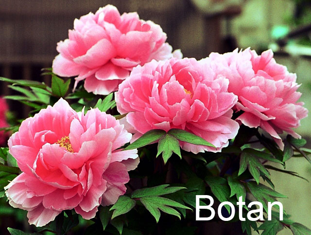 Equinox Day and Higan week (Eqinoctial week) | Tokyo Private Tour Guide ...