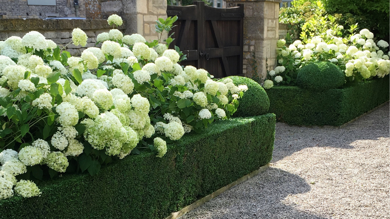 Supporting Hydrangea ‘Annabelle’ with Box Hedging - Topiary Specialist