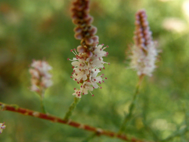 Flores de Tamarisco, Tamarell, Tamarix canariensis | Musgus blog