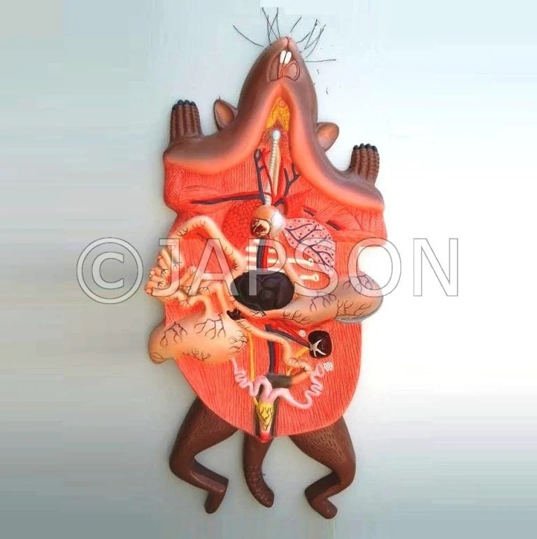 Model Rat Dissection Japson