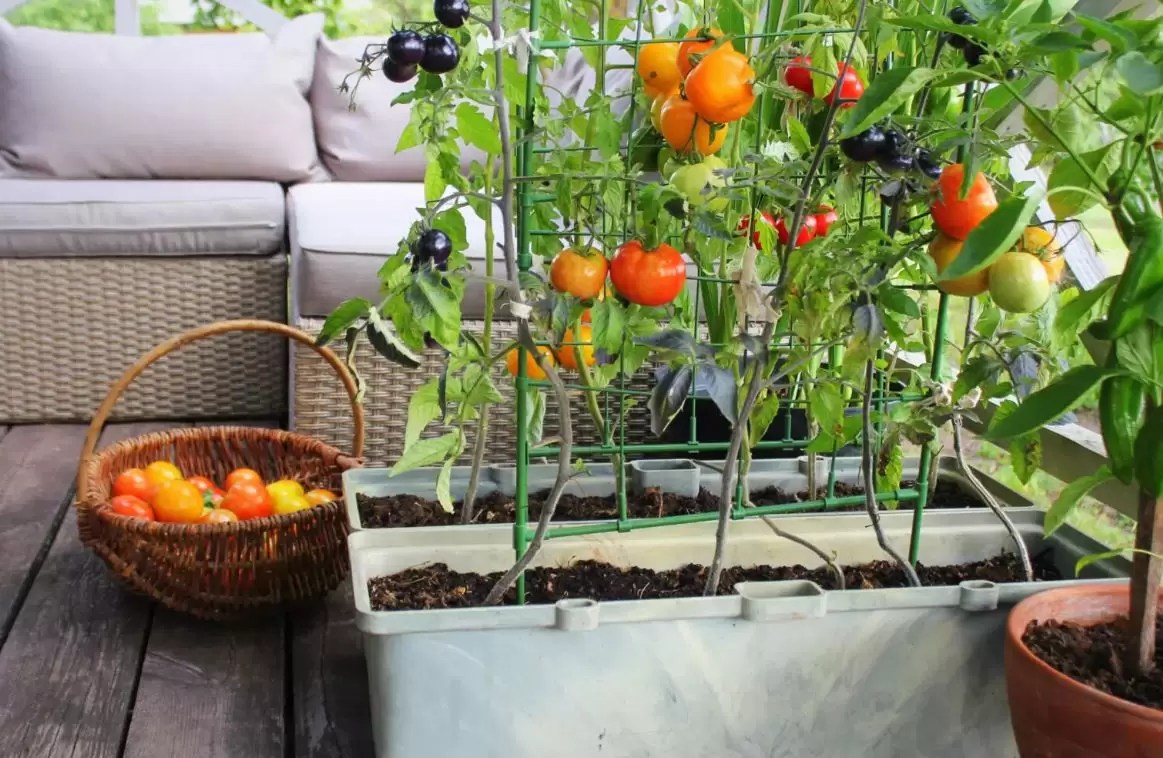 Dicas para fazer uma horta na varanda » Jardim do Mundo