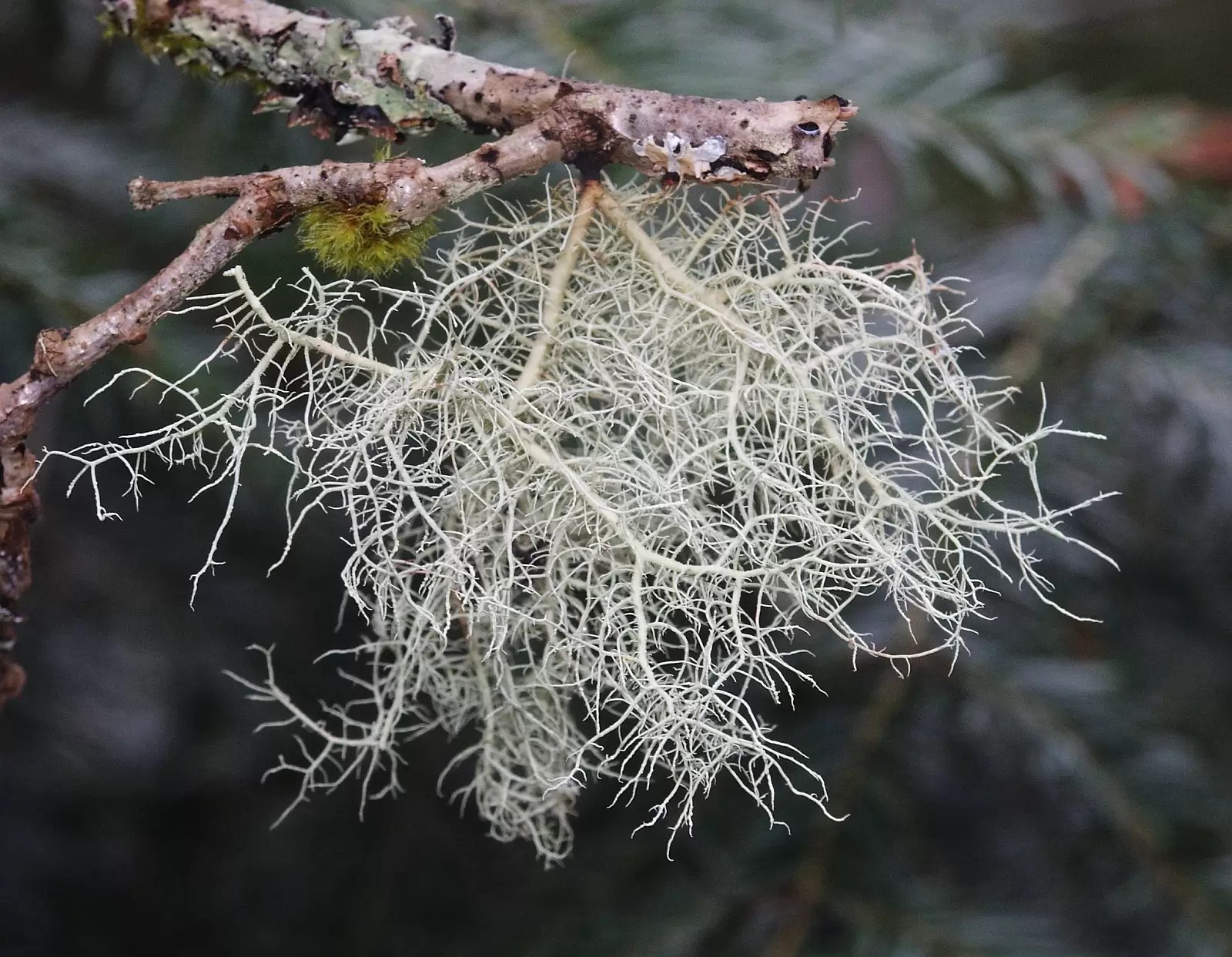 Usnea: líquen comestível e medicinal encontrado em toda parte » Jardim do Mundo
