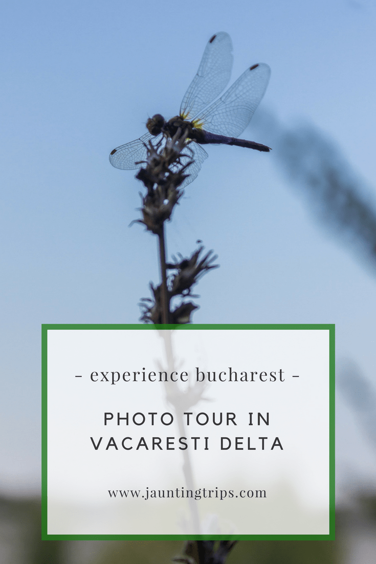 Experience Bucharest: Photo tour in Vacaresti Delta | Jaunting Trips ...