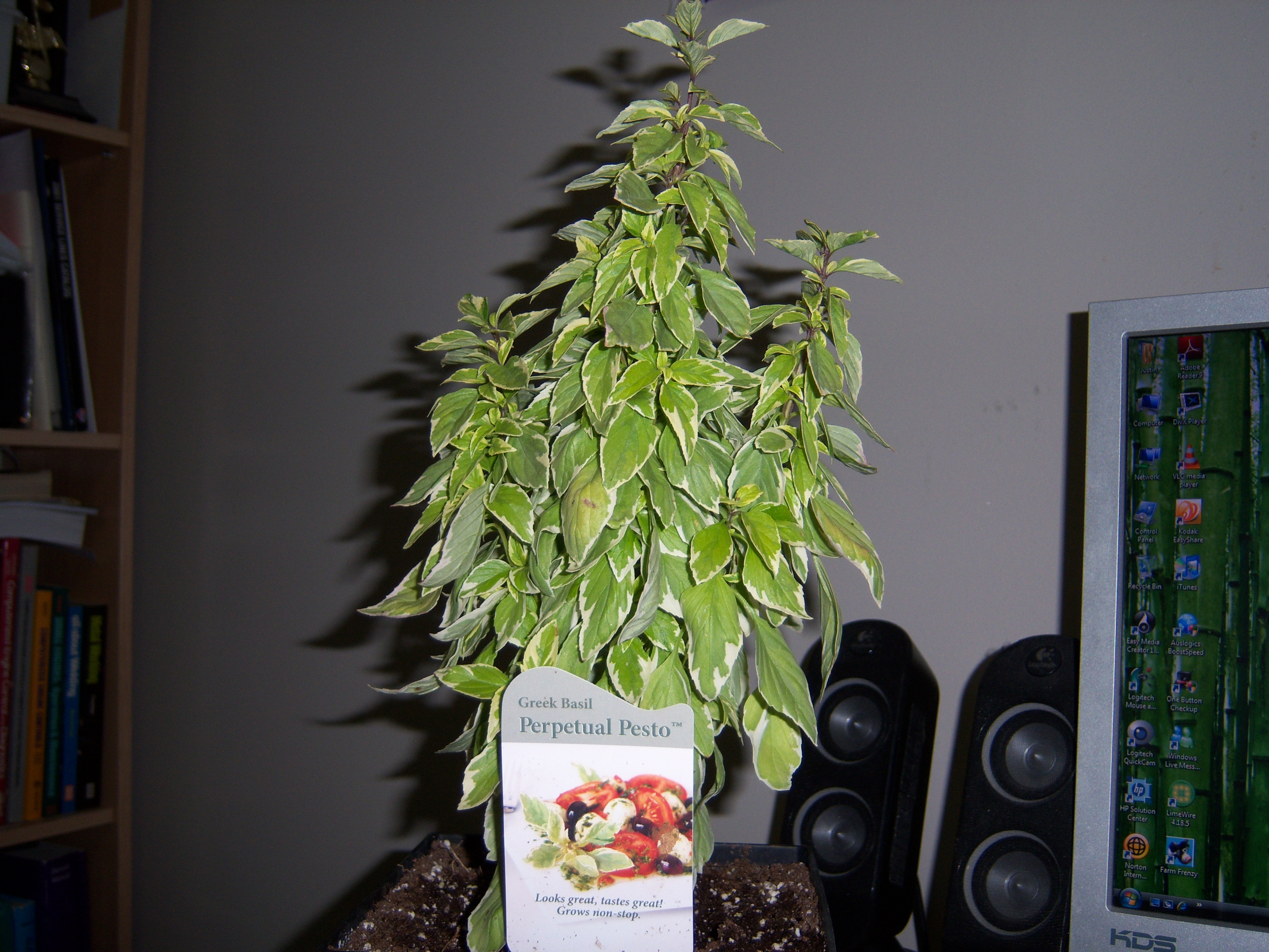 Basil Tree | Randomness