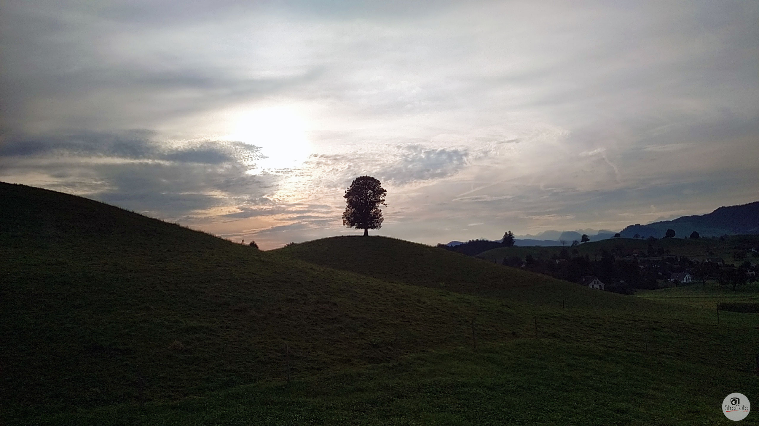 Photo of the Week - Lonely Tree