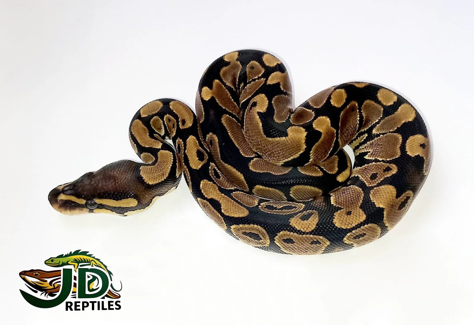 Normal Ball Python Jd Reptiles Lb