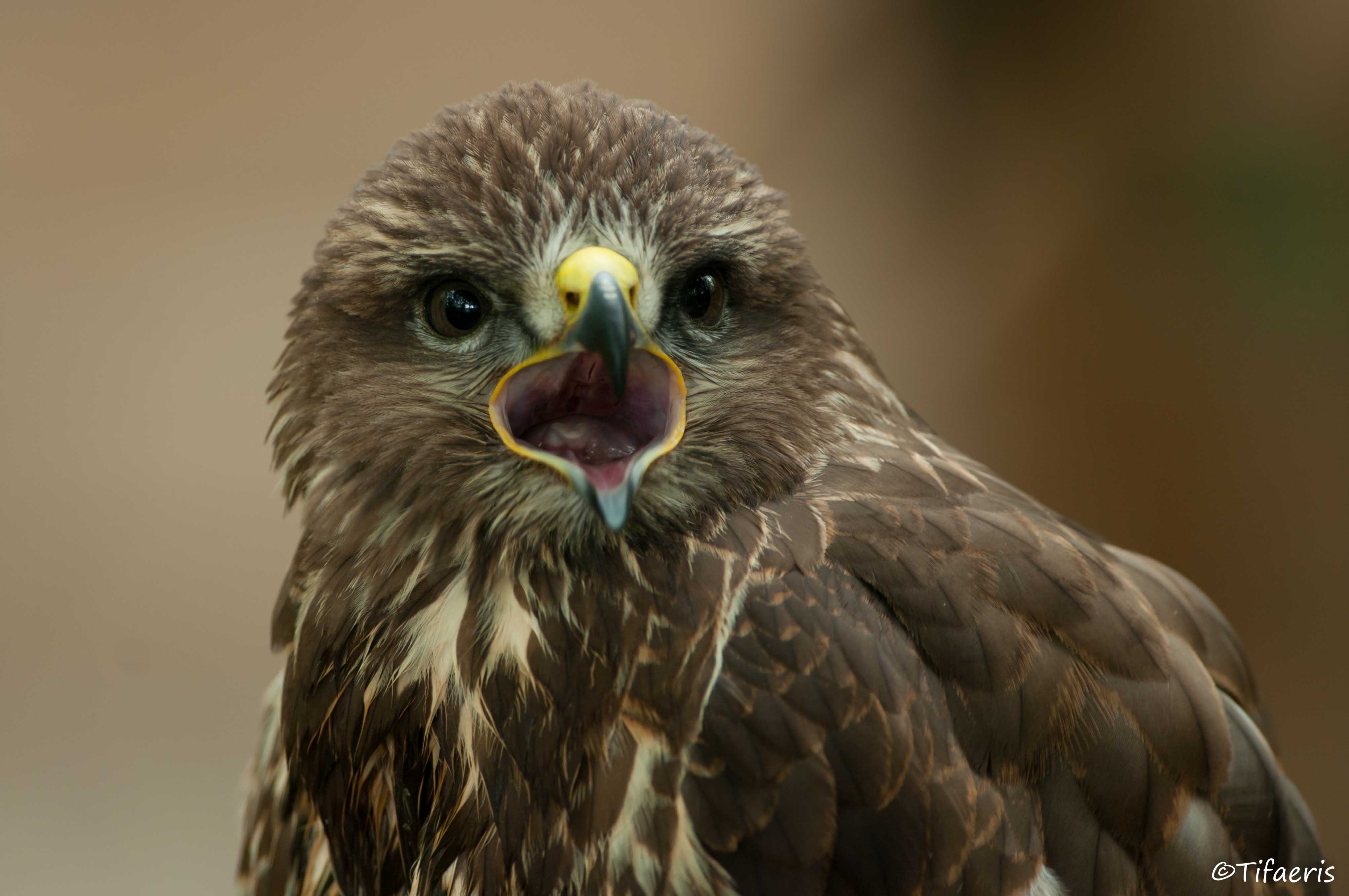 Buse variable (Buteo buteo) - Les carnets nature de Jessica ...