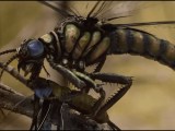 Meganeura The Largest Insect That Ever Lived Jinzo X
