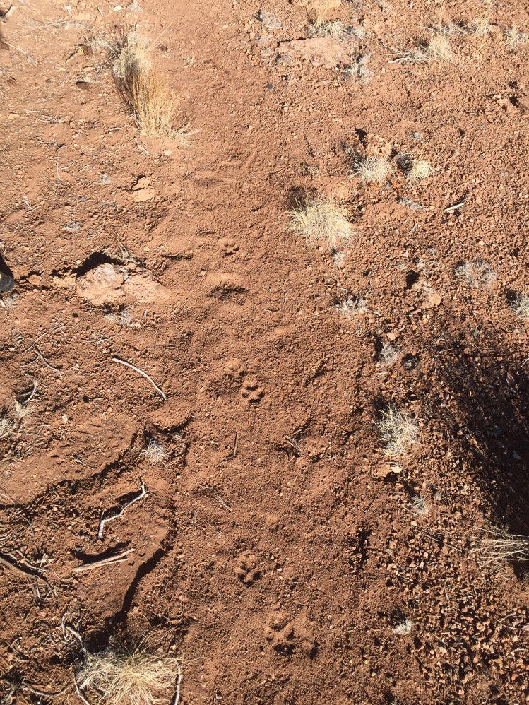 Speaking of predator tracks… | The Ultimate Answer to Kings