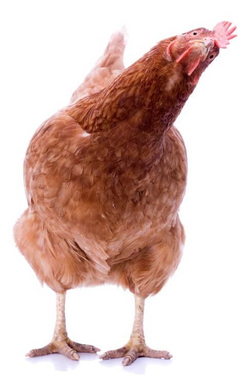 Zombie Apocalypse? The DoD is Ready!