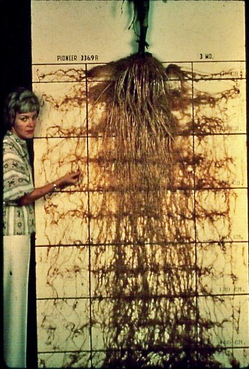 Corn root system development - John Kempf