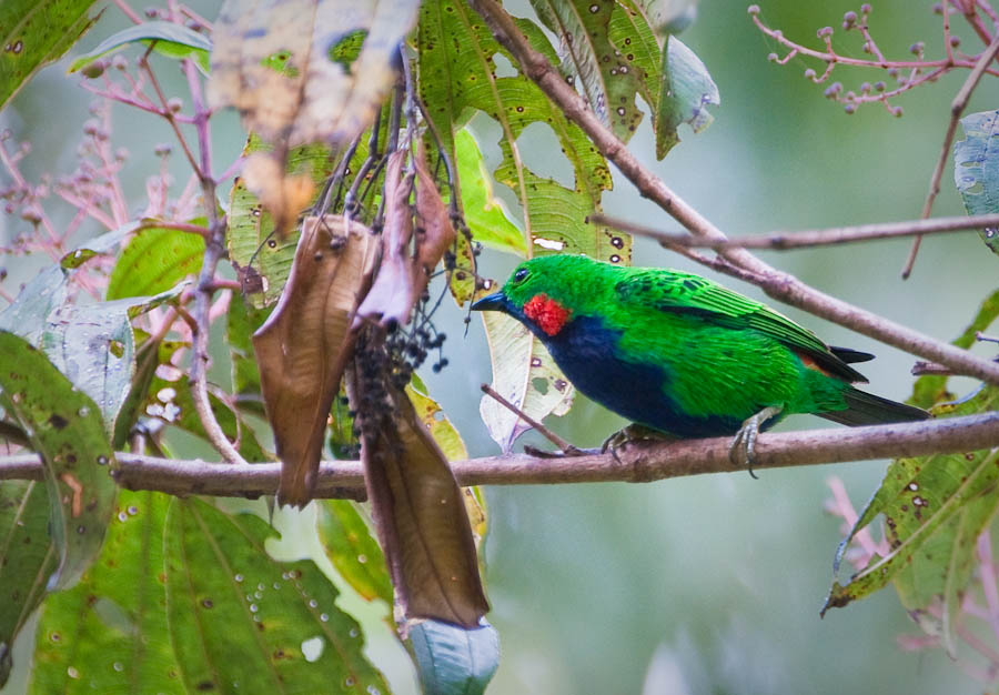Orange-Eared Tanager | John Longstreth Nature Photography