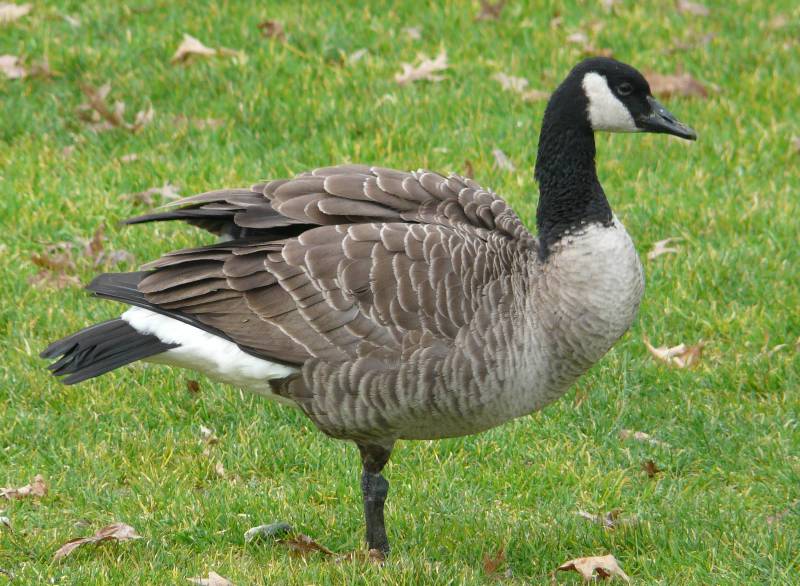 Lesser Canada Goose | John Rakestraw