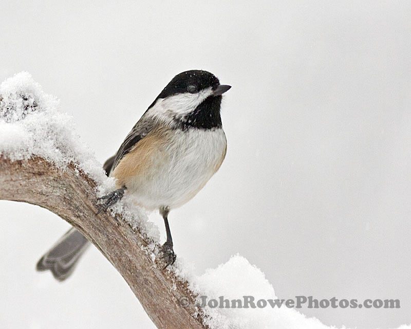Chickadee In Snow