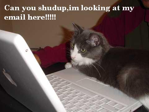 Computer cat | I can saw funny pics??