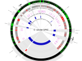 Gene Conservation Visualization