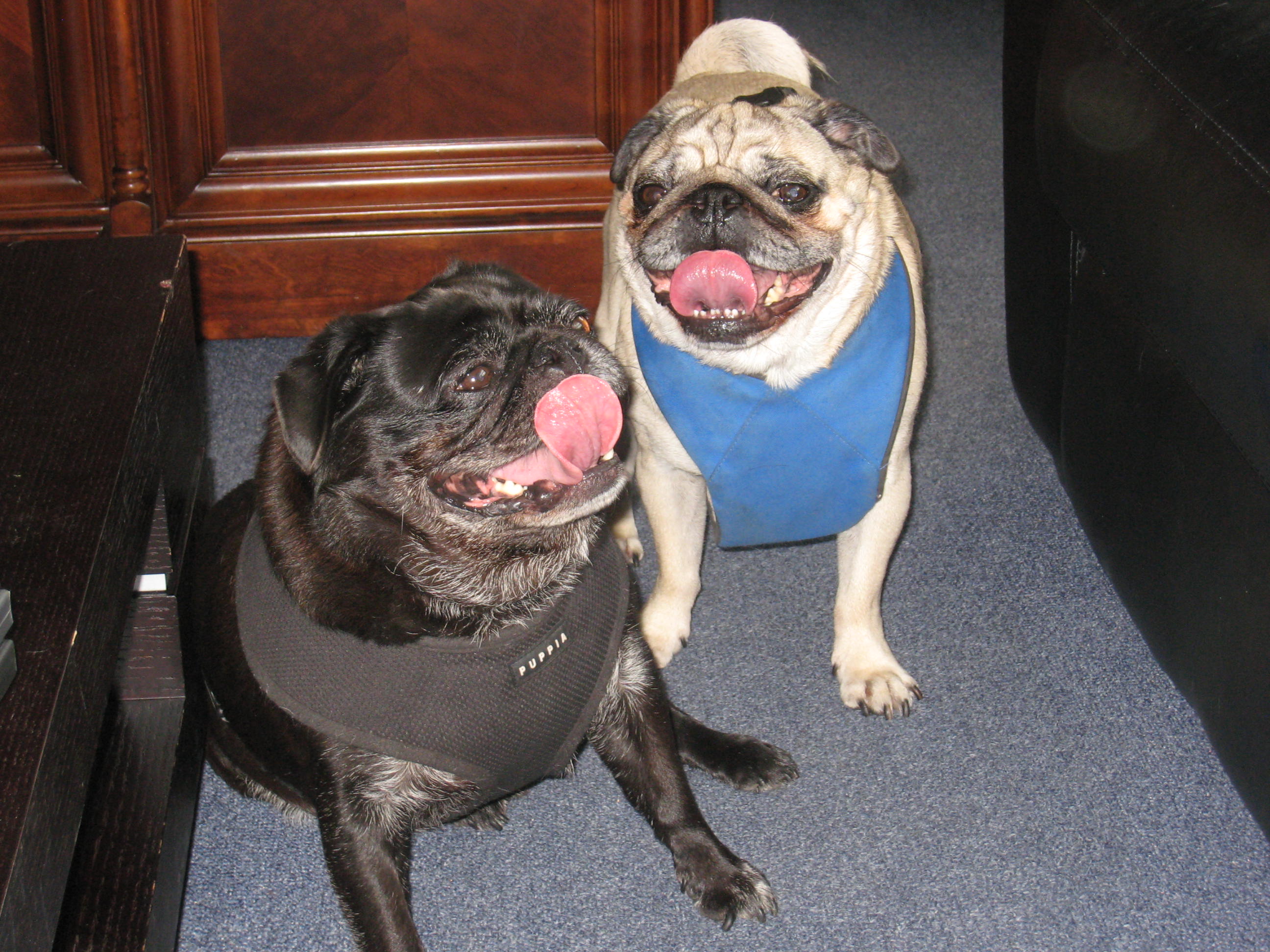 August 17, 2008: Upcoming Guests, Pooch Pics, and The Weird Food ...