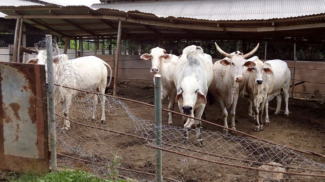 Court Sentences Two For Stealing Cow - Journalist101.com