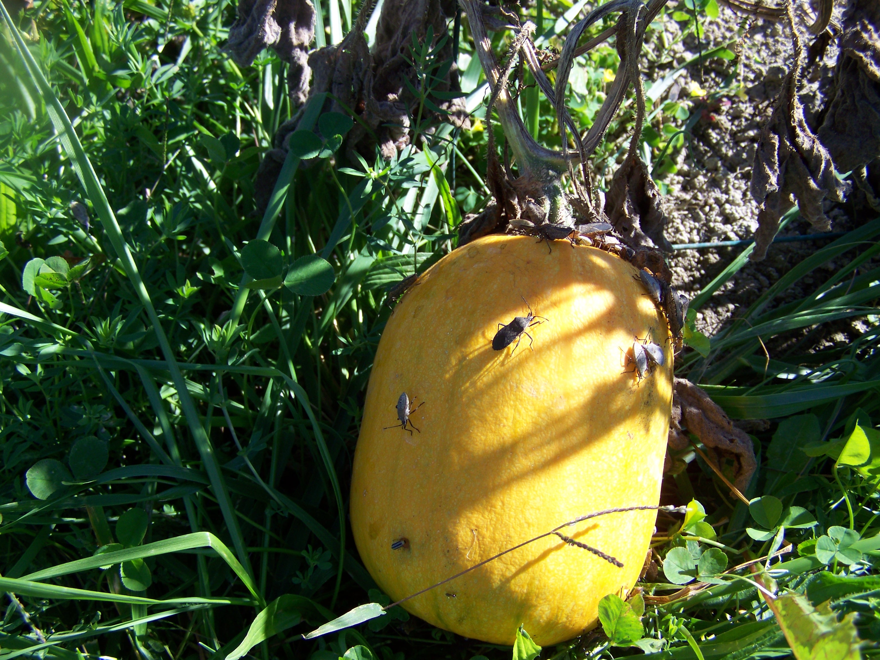 Pumpkin Power - JoyThacker.com