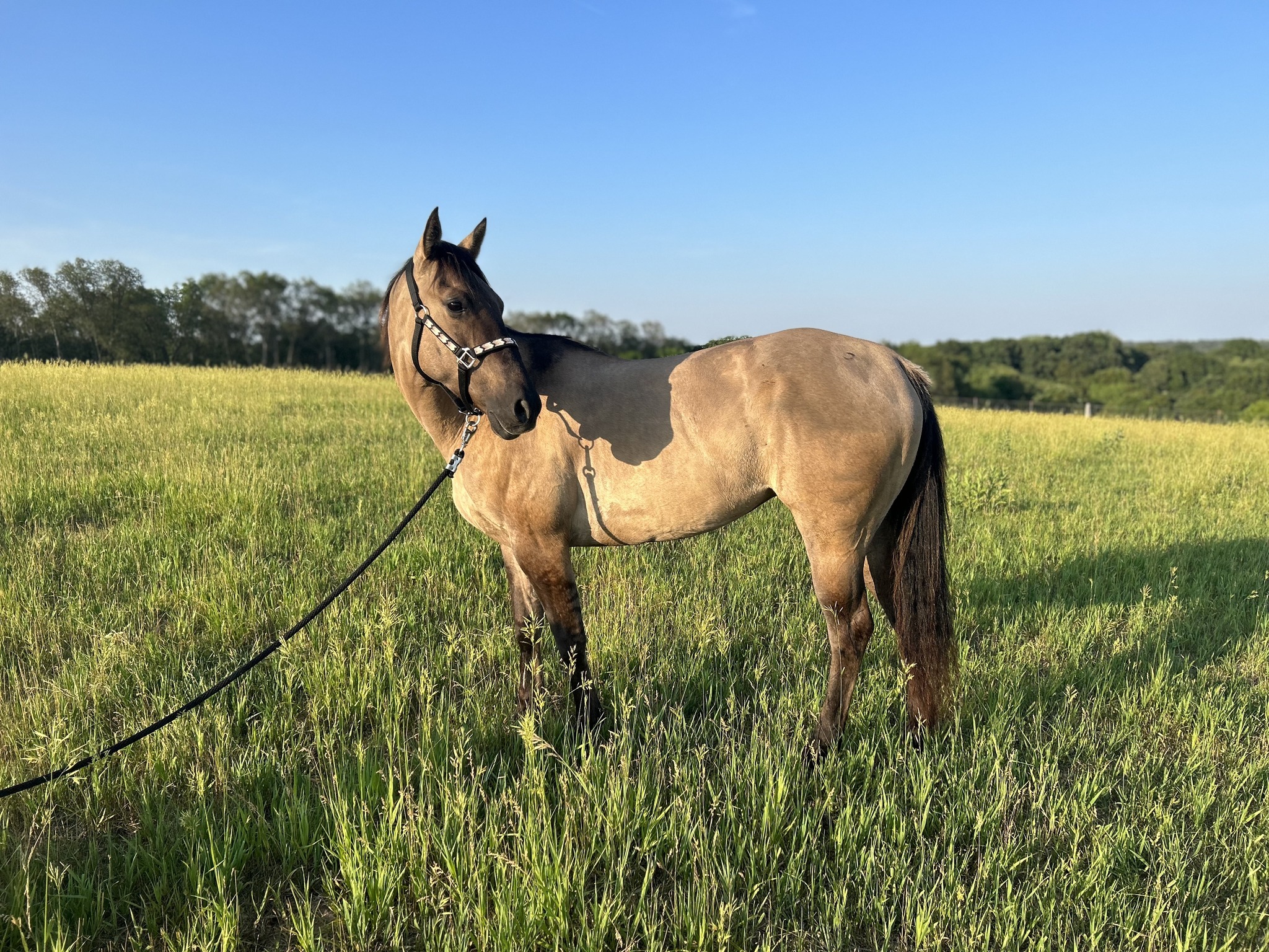 Our Horses - JR Ranch
