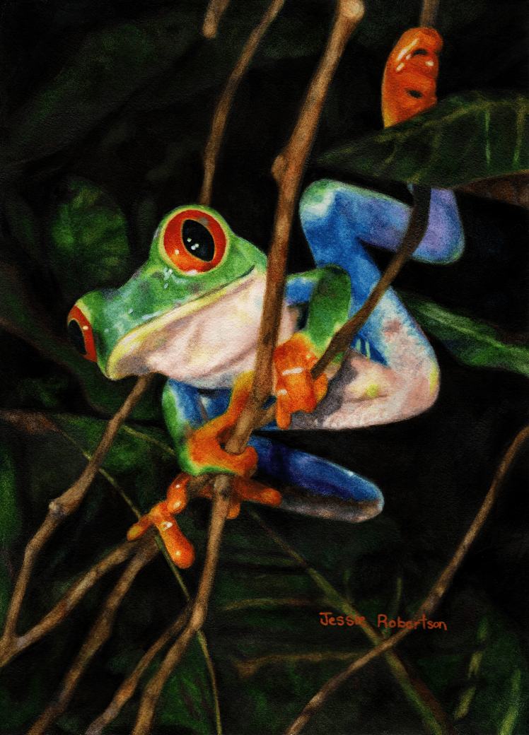 Red-Eyed Tree Frog Watercolor Painting – Jessie Robertson – Art & Design
