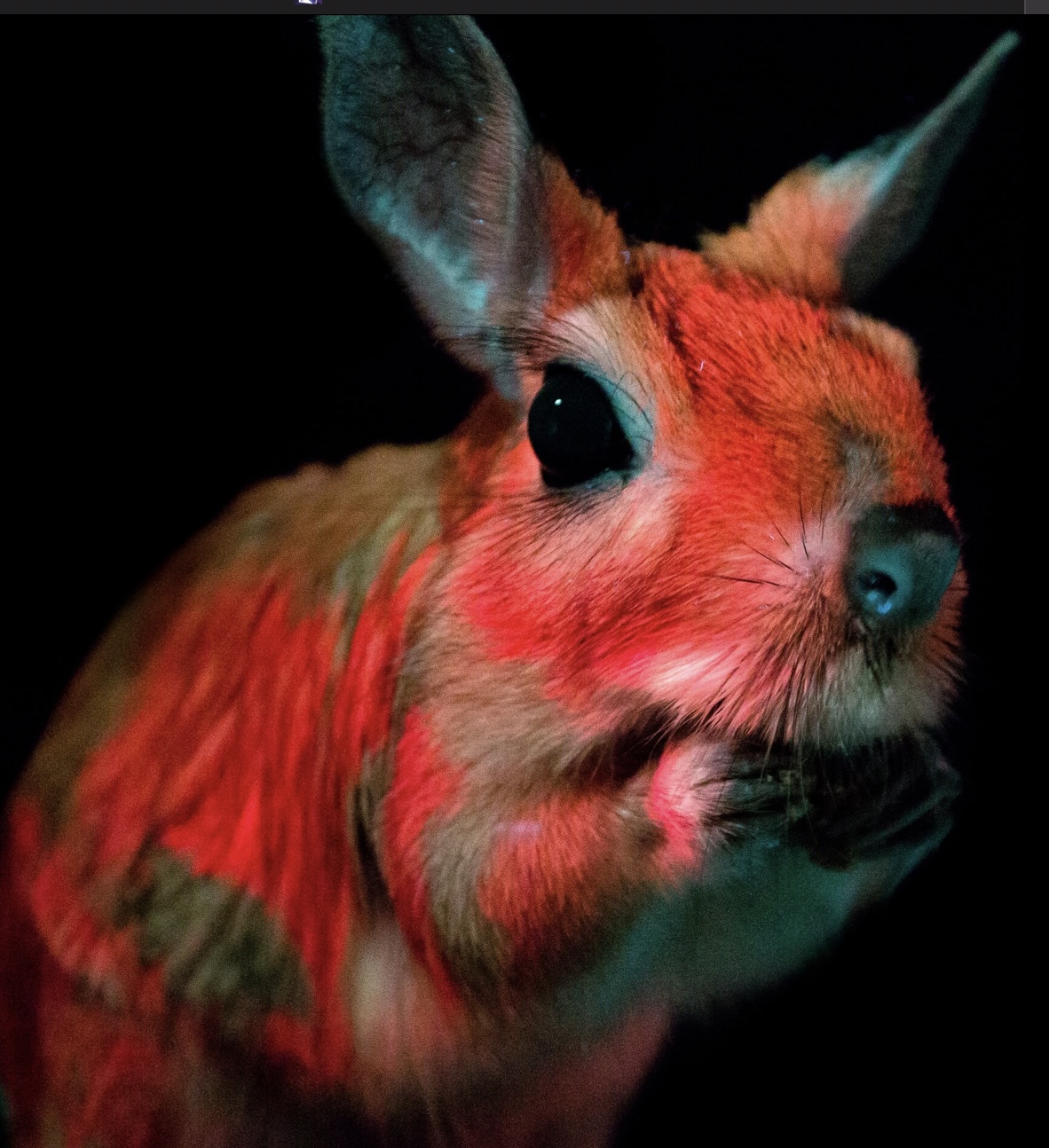 Meet the Newest Member of the Fluorescent Mammal Club – Quantum Tunnel