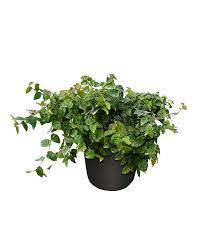Ficus Repens 6″ – Jungle Of Niles