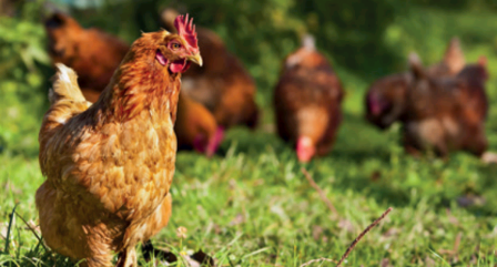 How To Start A Free-Range Chicken Farming Successfully - Justagric